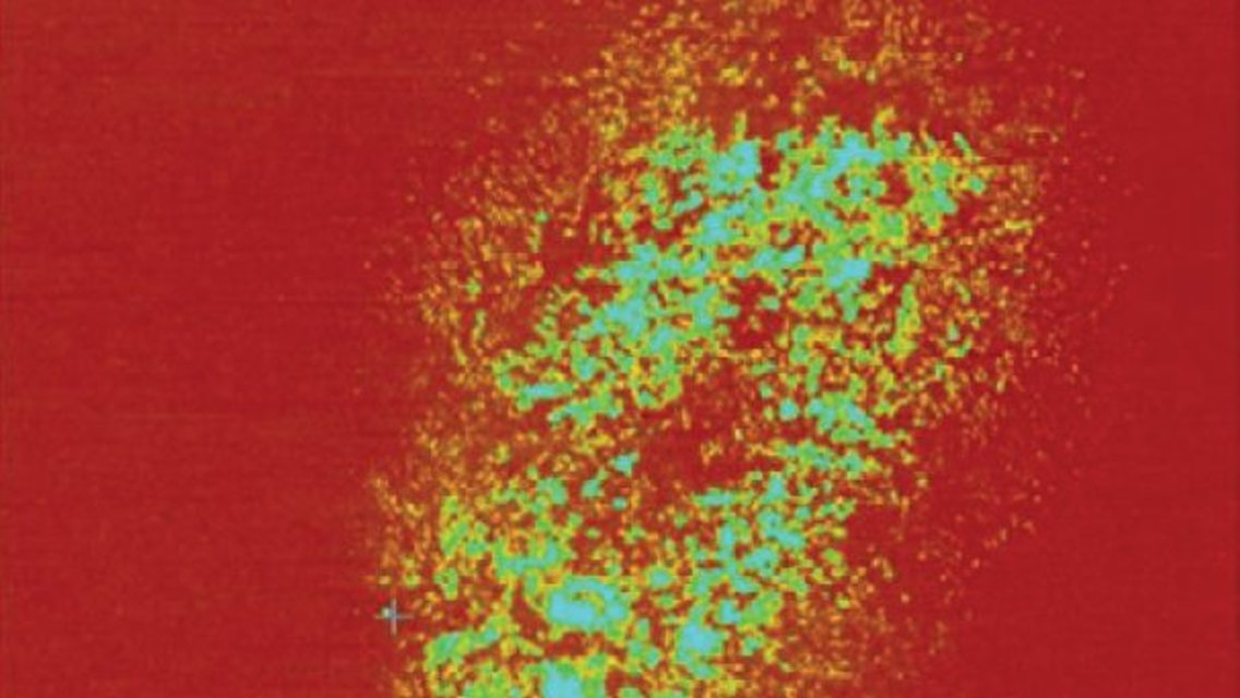 Tracing barnacle's footprints