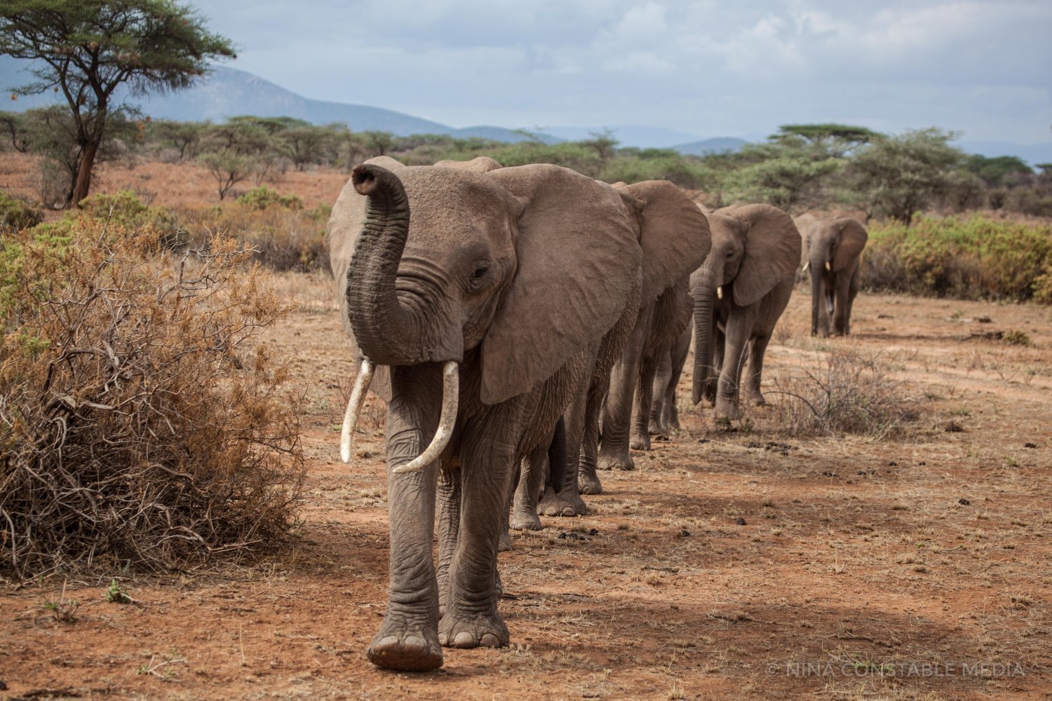Elephants walk more direct paths under risk of poaching, says new study