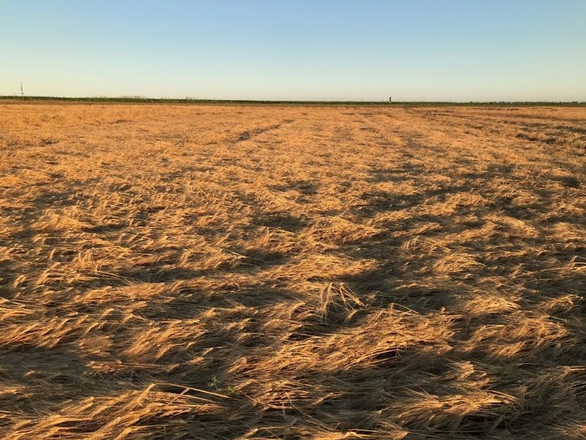 Remote sensing of lodged crops