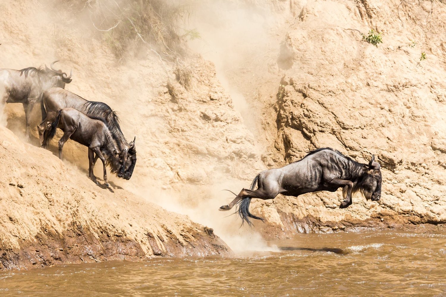 Using AI to push the boundaries of wildlife survey technologies