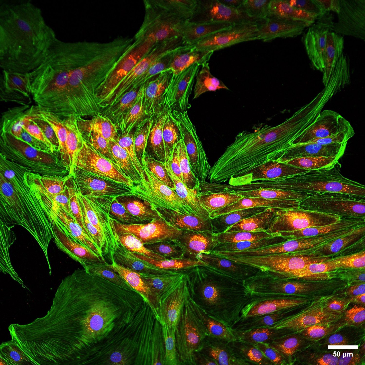 Opening BioImaging Centre