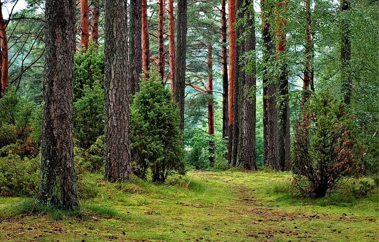 Forest emits CO2 during heat wave