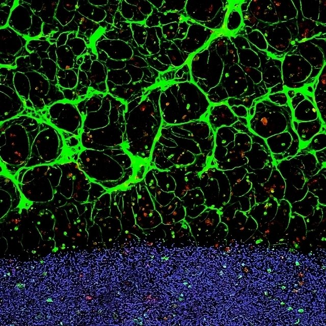 3D-printing blood vessels with new DNA-based bioink technology